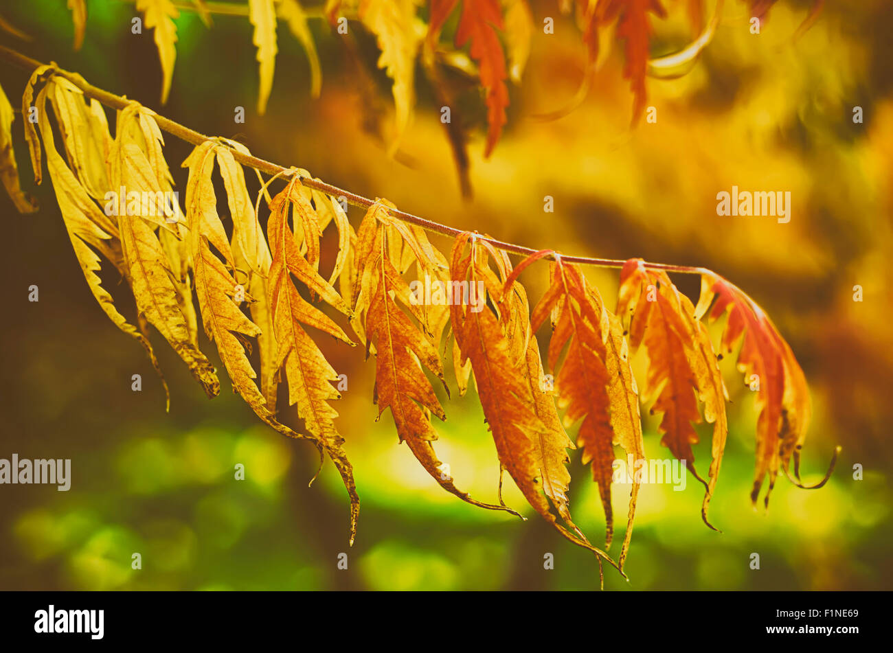 Autumn tree branch Stock Photo - Alamy