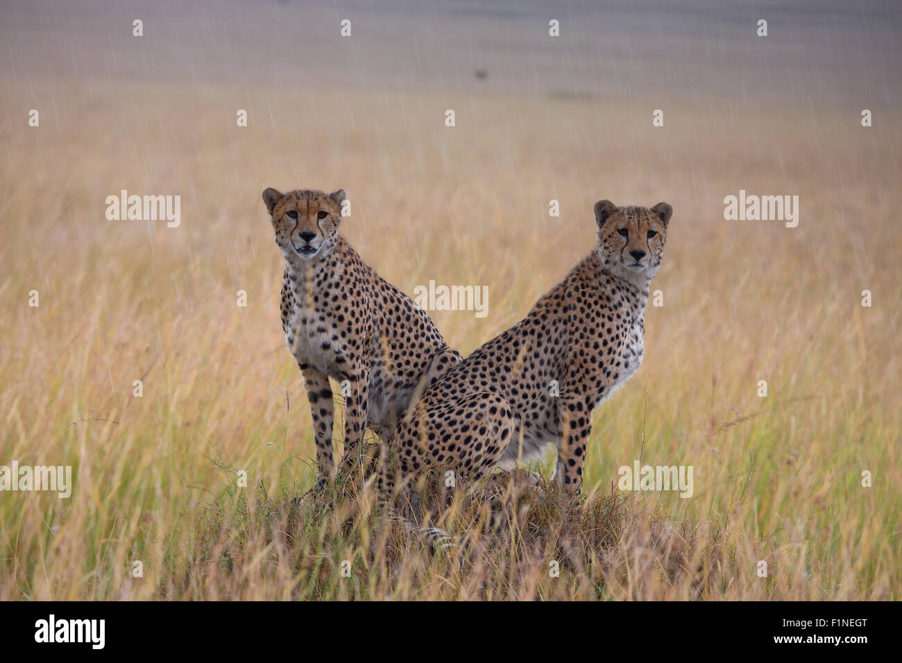 Cheetah on mount hi-res stock photography and images - Alamy