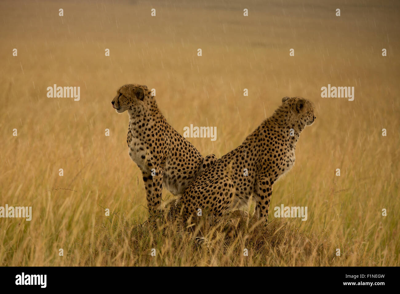 Cheetah in rain hi-res stock photography and images - Alamy