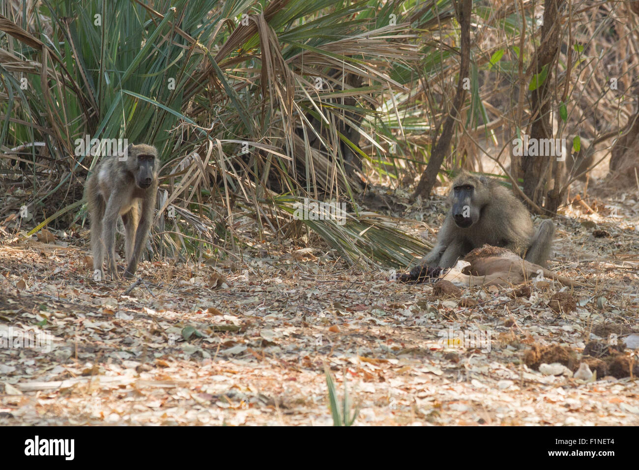 Hungry baby baboon hi-res stock photography and images - Alamy