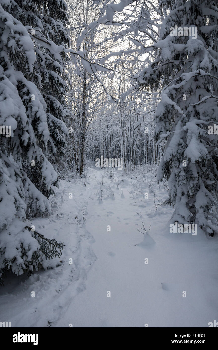 New fresh path hi-res stock photography and images - Alamy