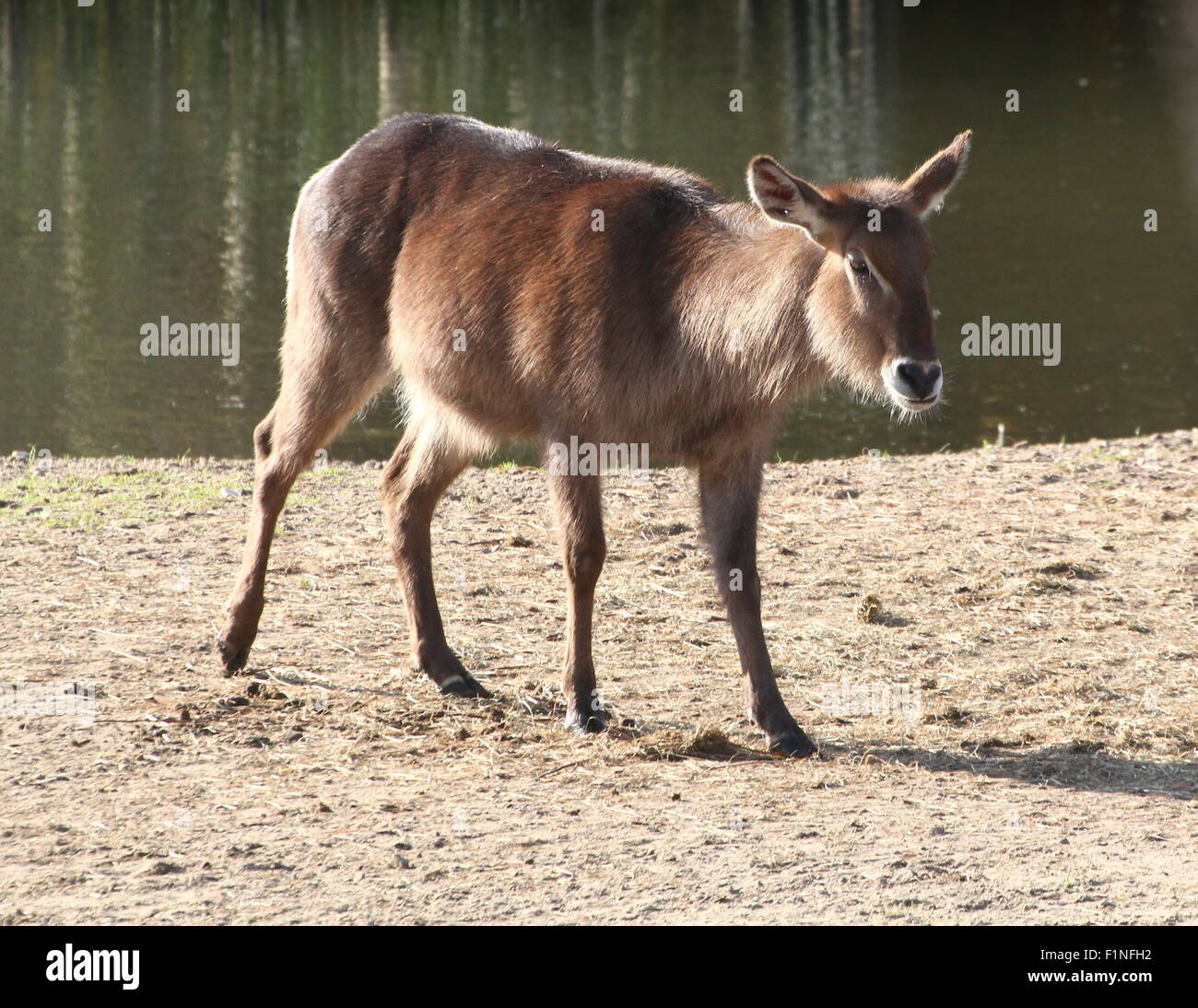 Young female African Ellipsen waterbuck (Kobus ellipsiprymnus ...