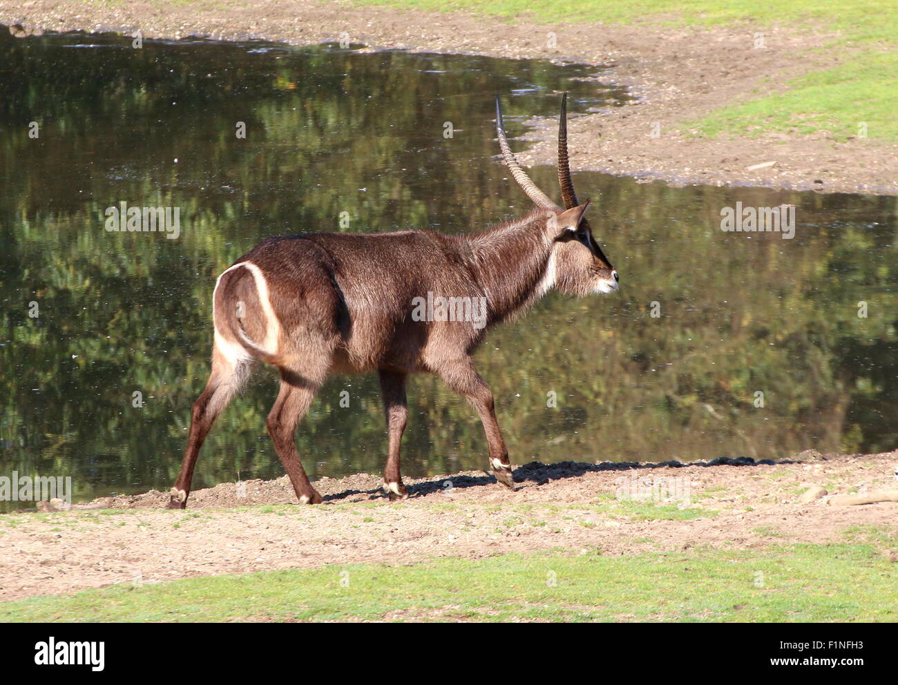Male African Ellipsen waterbuck (Kobus ellipsiprymnus ellipsiprymnus ...