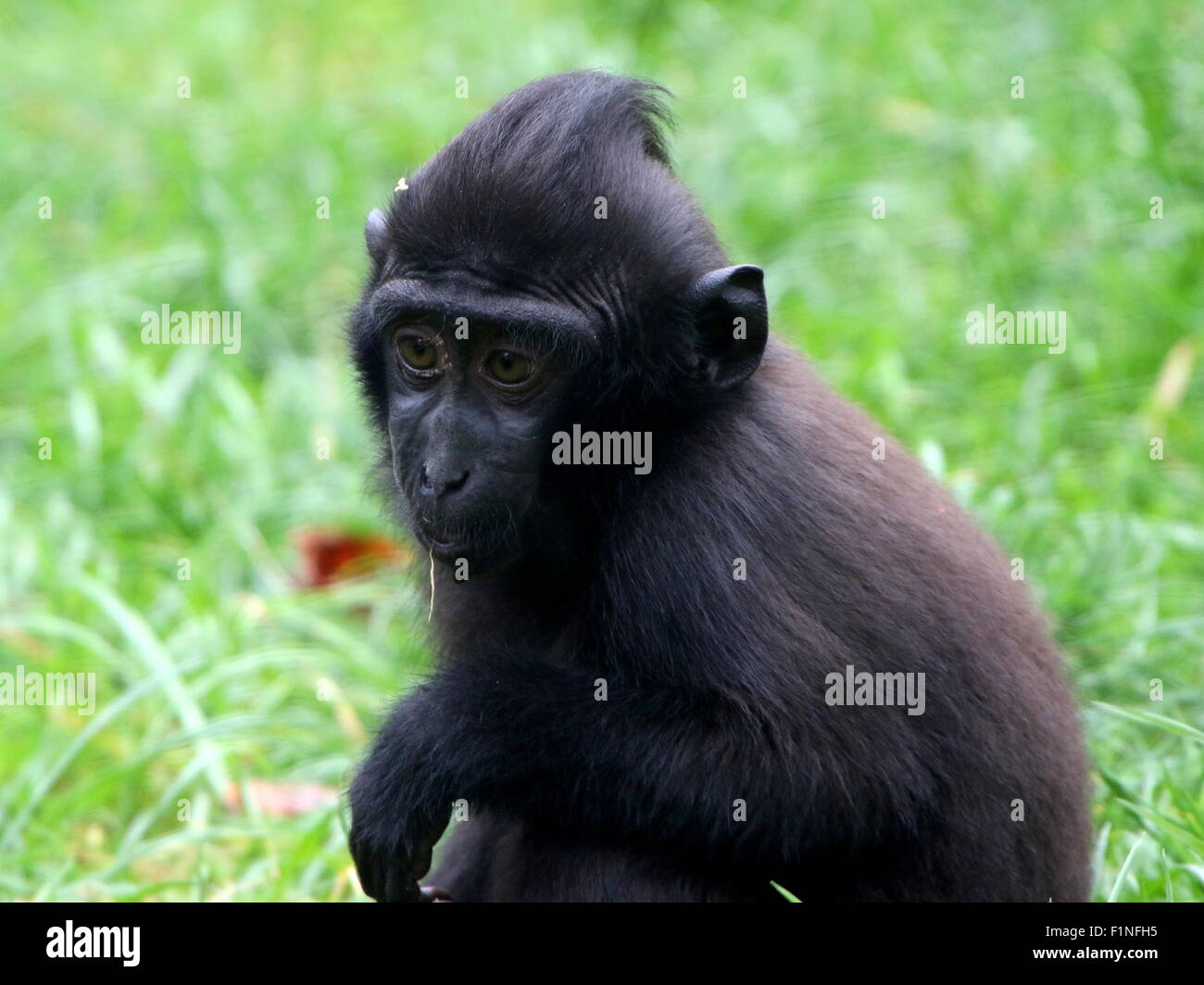 Portrait of a juvenile Southeast Asian Celebes crested (black) macaque ...