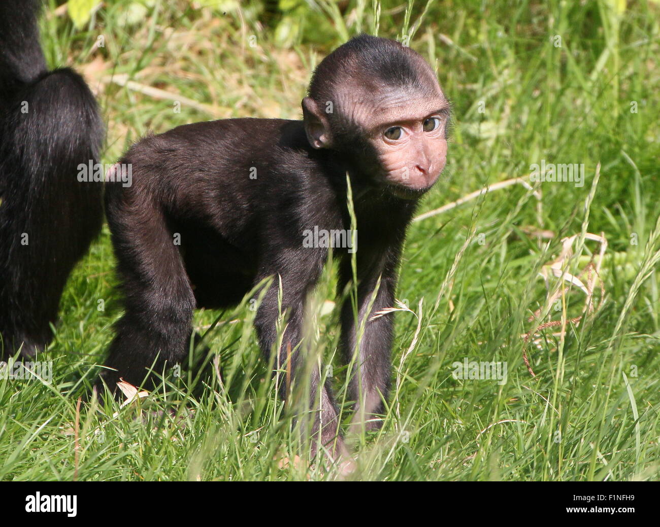Baby Southeast Asian Celebes crested (black) macaque (Macaca nigra ...