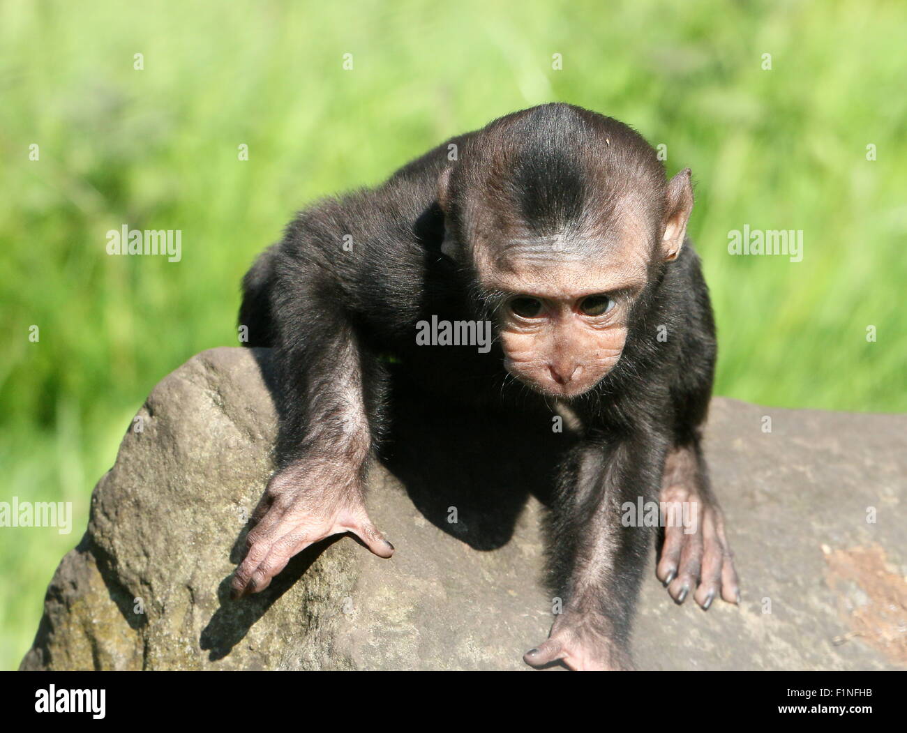 Baby Southeast Asian Celebes crested (black) macaque (Macaca nigra ...