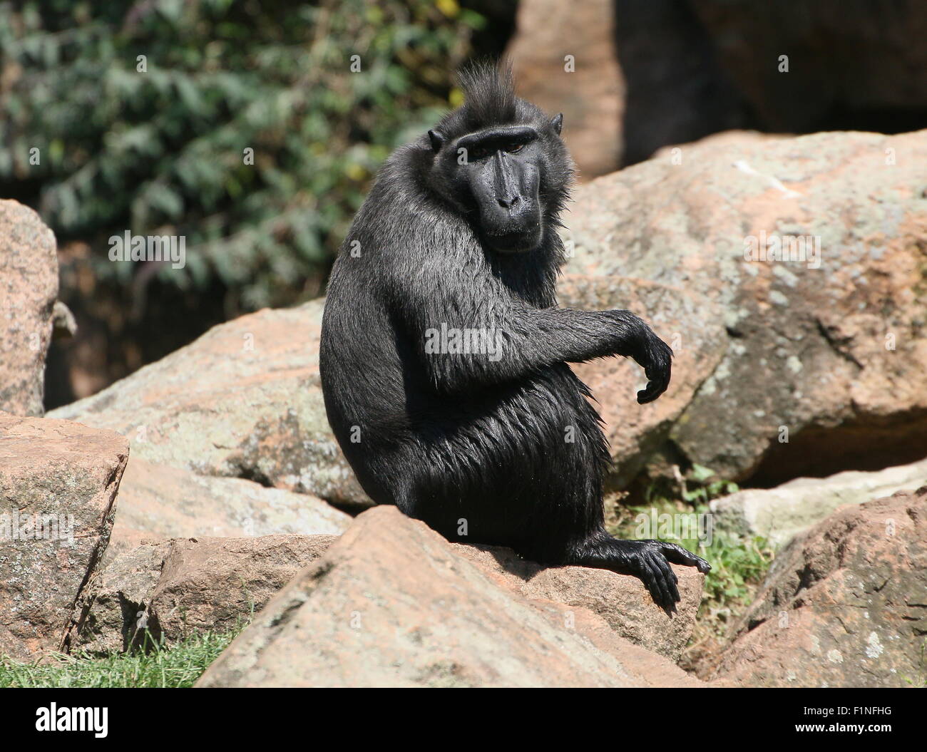 Celebes crested (black) macaque (Macaca nigra Stock Photo - Alamy