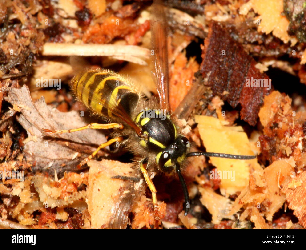 Vespa vulgaris common wasp macro hi-res stock photography and images ...