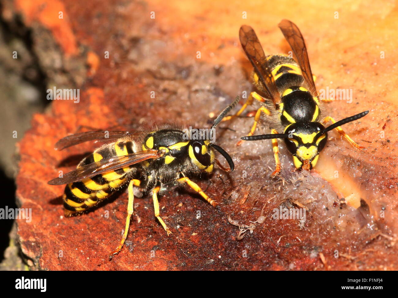Wasp swarm hi-res stock photography and images - Alamy