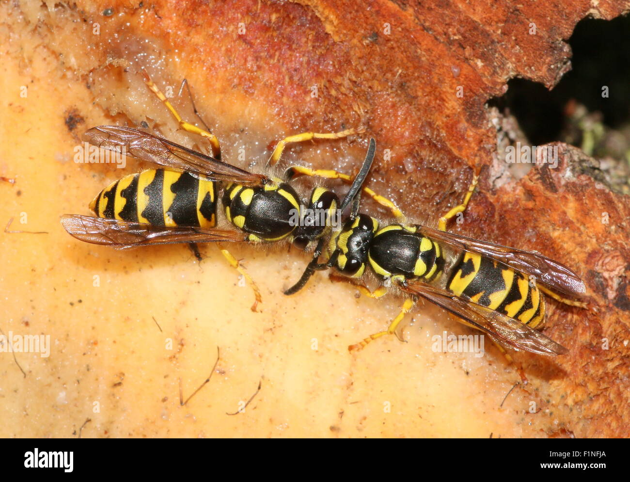 Two European Common wasps (Vespula vulgaris) feeding on on pine tree ...