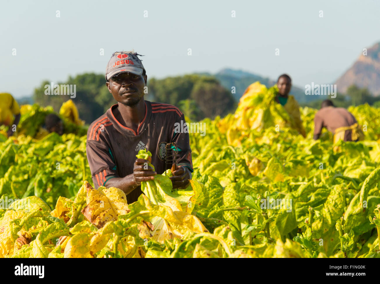 African farm workers tilling land hi-res stock photography and images ...