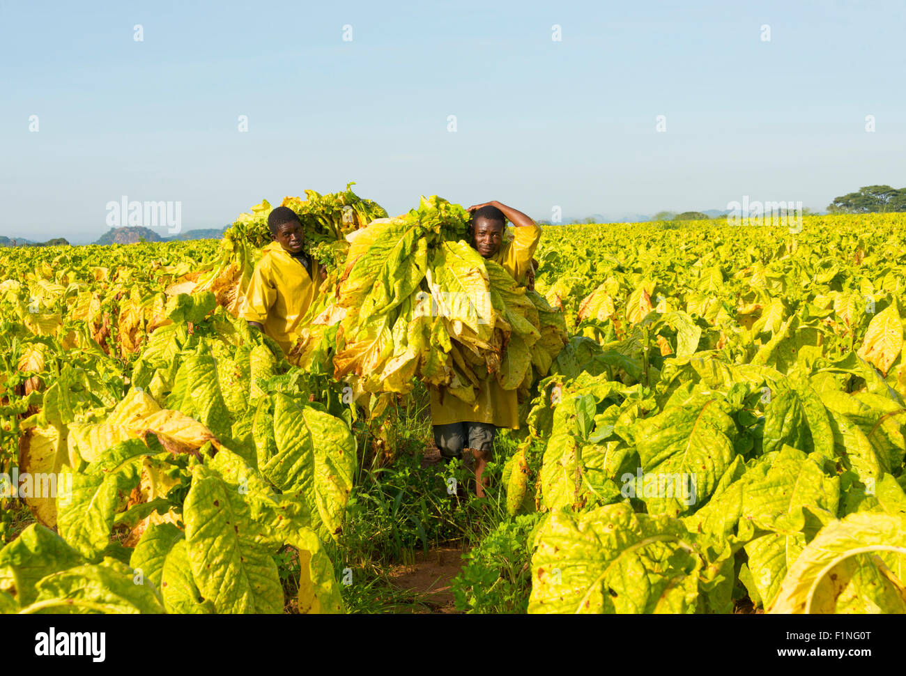 Tobacco farmers planting tobacco hi-res stock photography and images ...