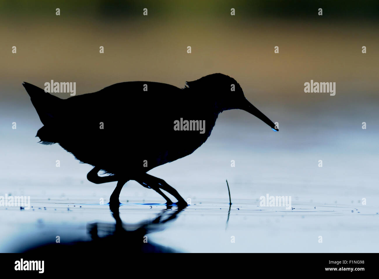 Black silhouette of Water Rail at shallow water Stock Photo - Alamy