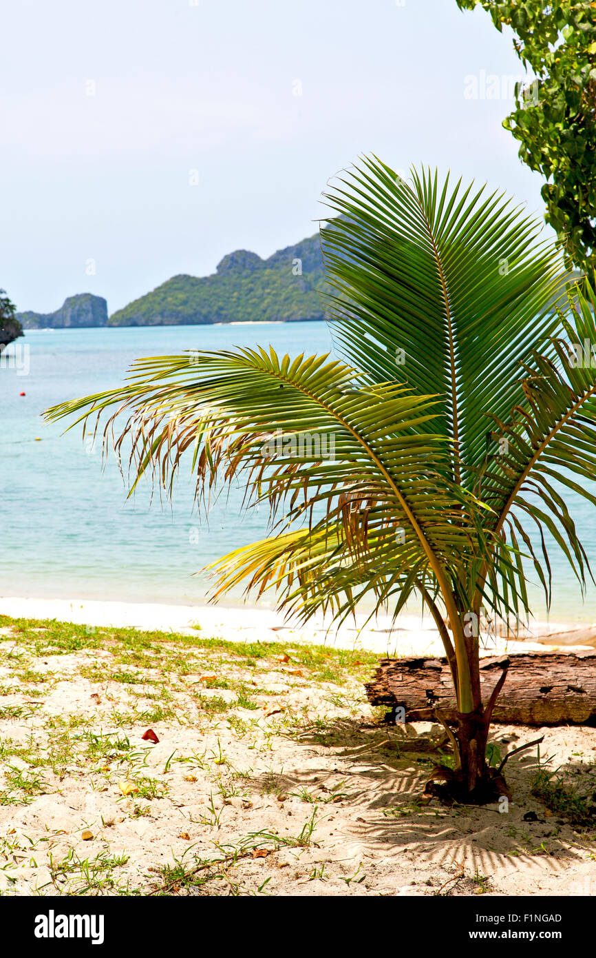 boat coastline of a green lagoon and tree south china sea thailand kho ...