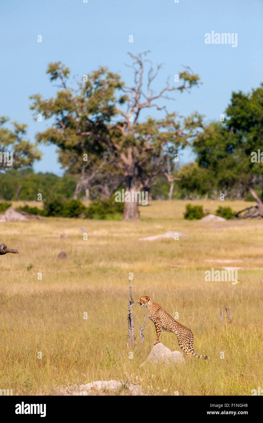 Victoria big desert hi-res stock photography and images - Alamy