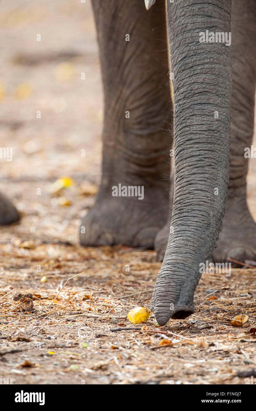 Elephant eating with trunk hi-res stock photography and images - Alamy