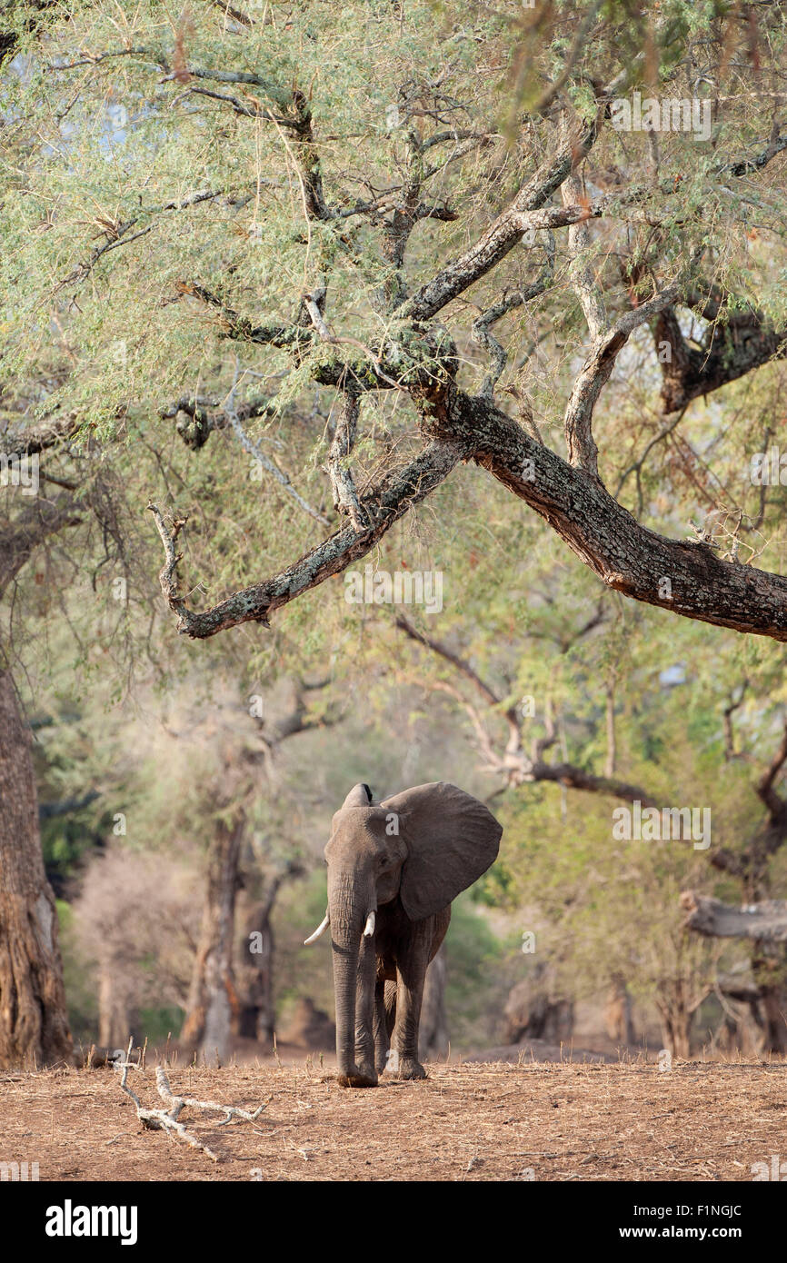 Acacia albida trees hi-res stock photography and images - Alamy