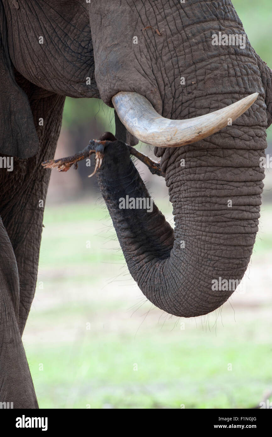 Elephant trunk muscles hi-res stock photography and images - Alamy