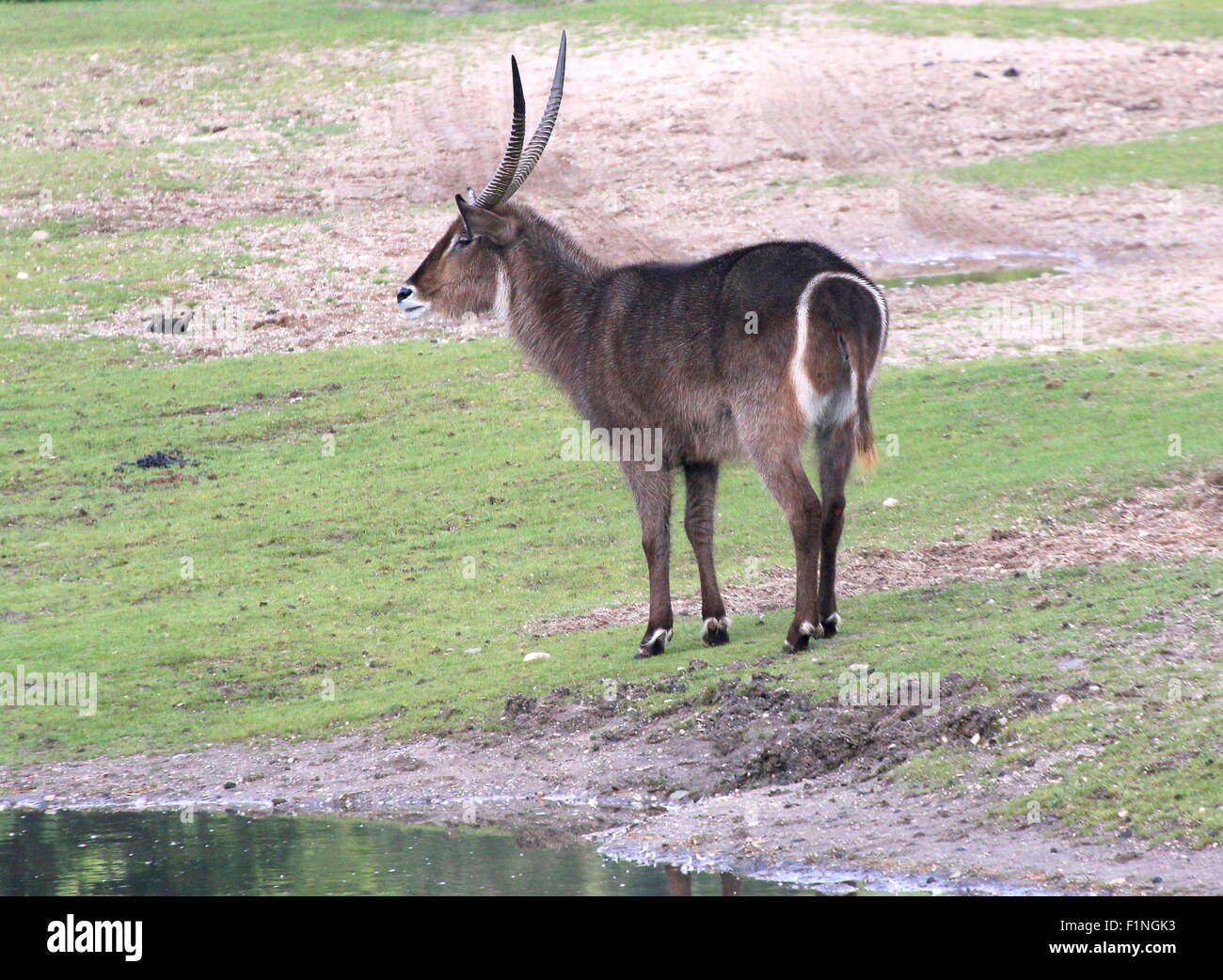 Male African Ellipsen waterbuck (Kobus ellipsiprymnus ellipsiprymnus ...