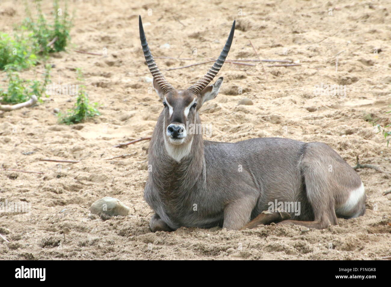 Waterbuck Head High Resolution Stock Photography and Images - Alamy
