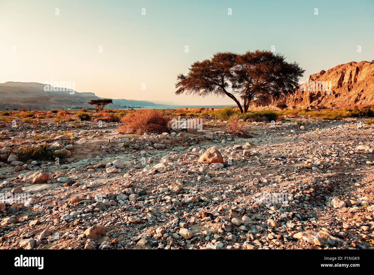 green tree growing on a hill in the desert Stock Photo - Alamy