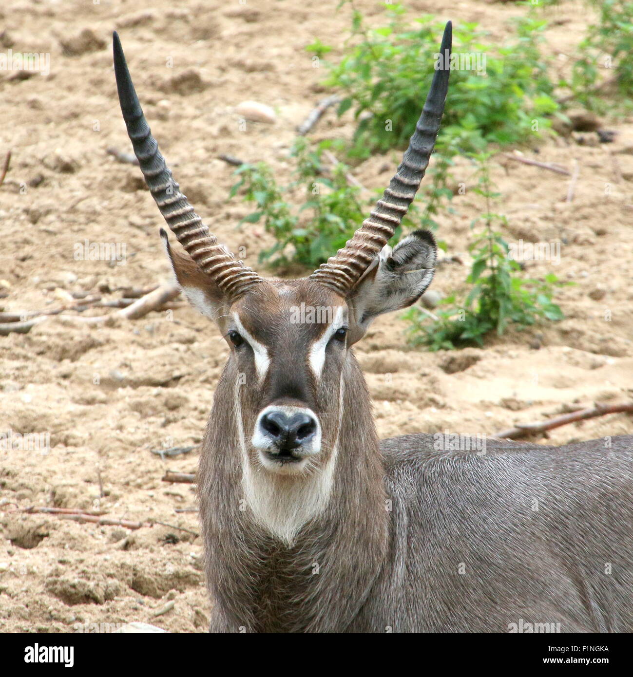 Portrait closeup of a Male African Ellipsen waterbuck (Kobus ...
