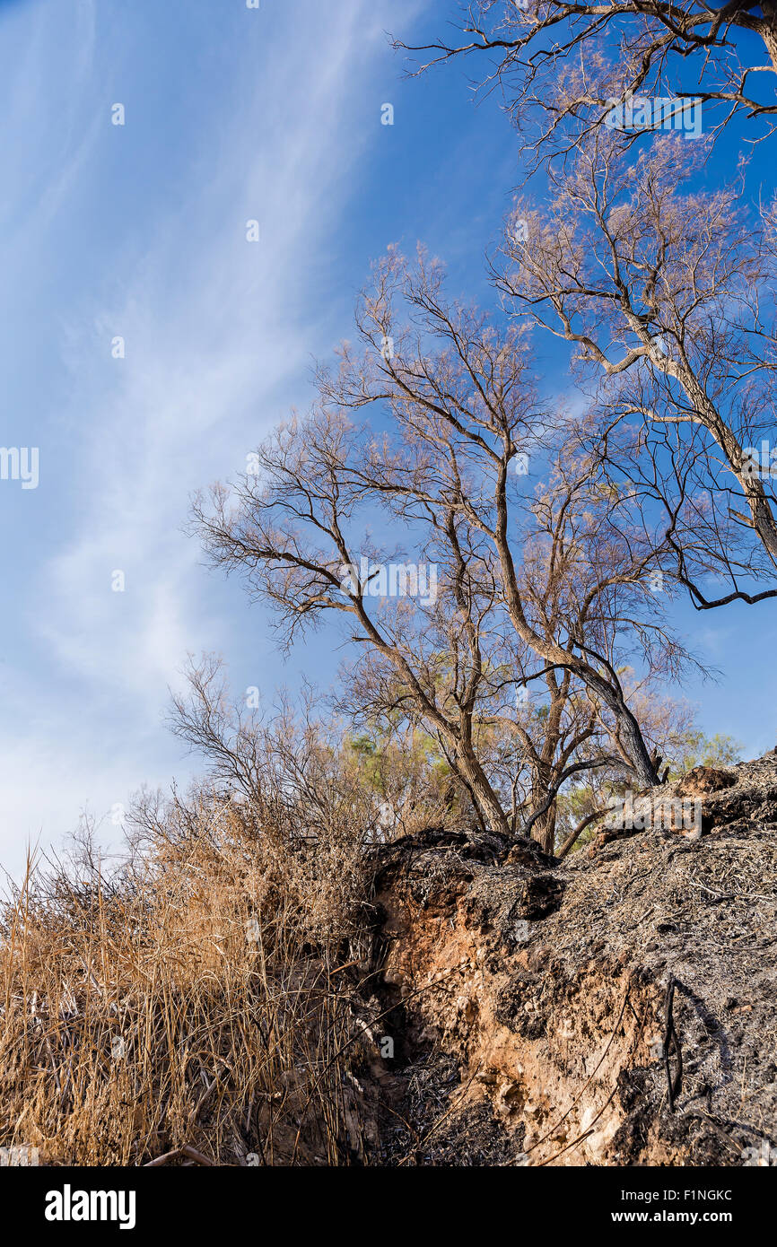 summer landscape, land with trees after fire Stock Photo - Alamy