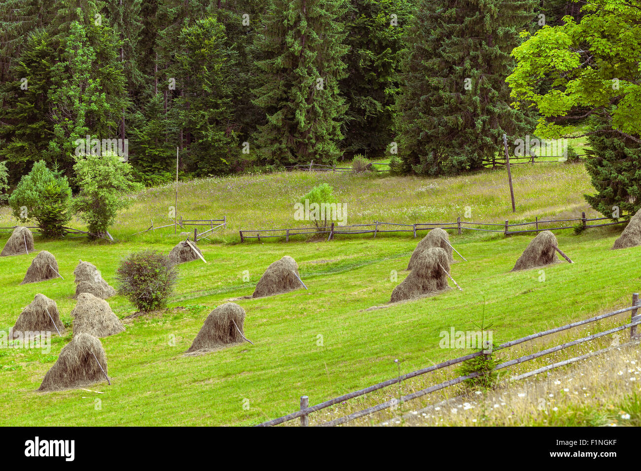rural landscape, sheaves of hay in the Carpathians Stock Photo - Alamy