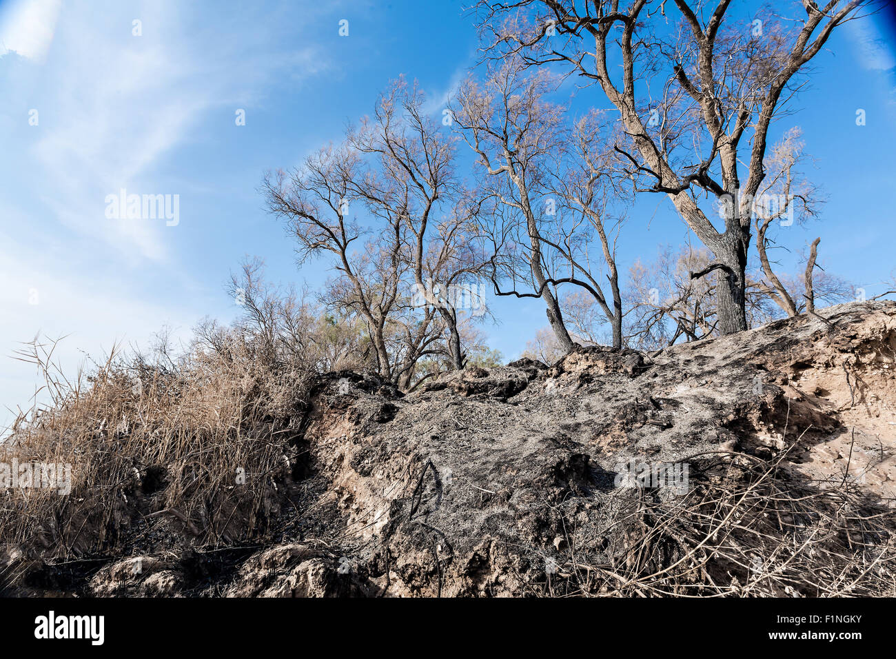 summer landscape, land with trees after fire Stock Photo - Alamy