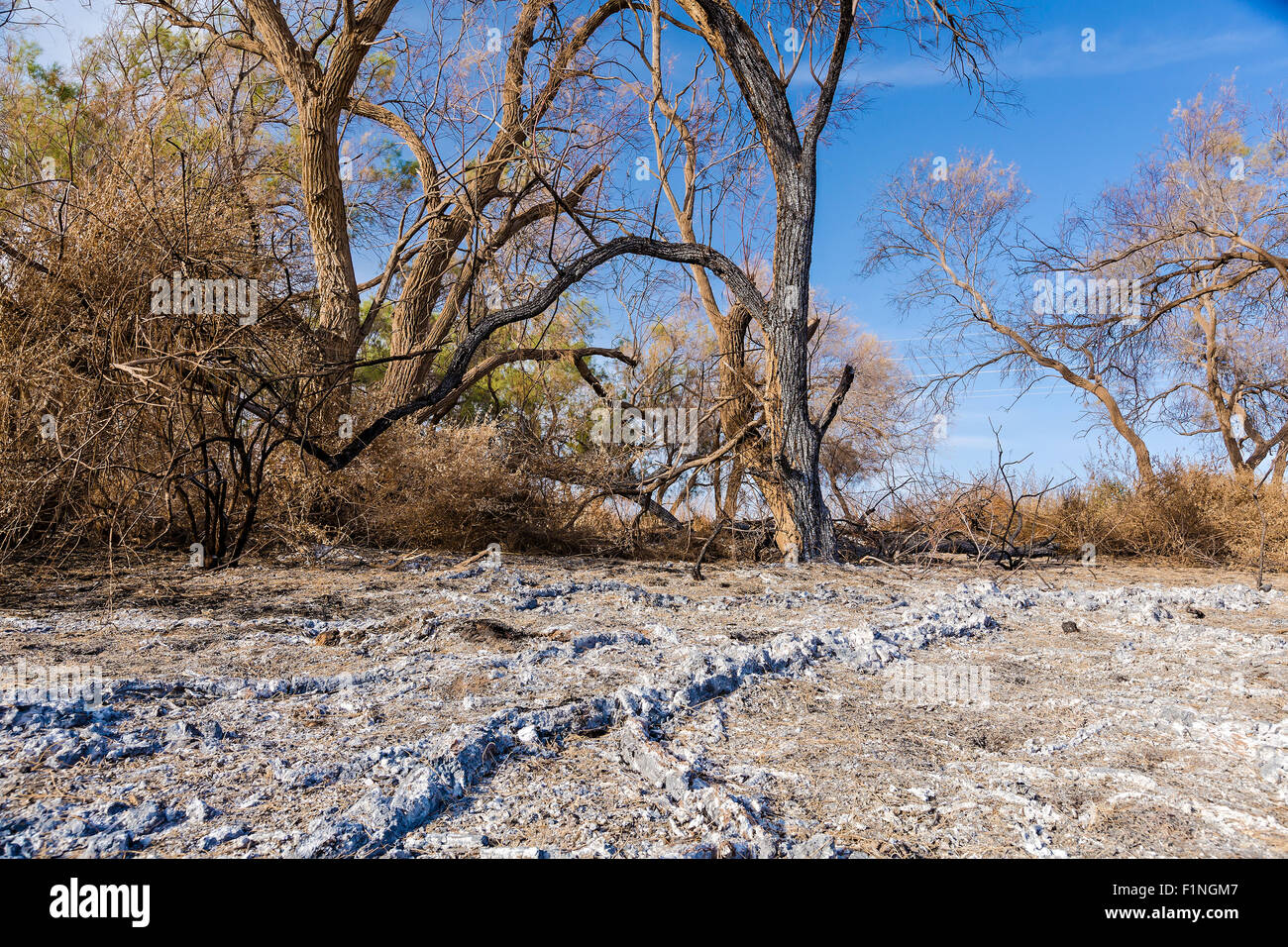 summer landscape, land with trees after fire Stock Photo - Alamy
