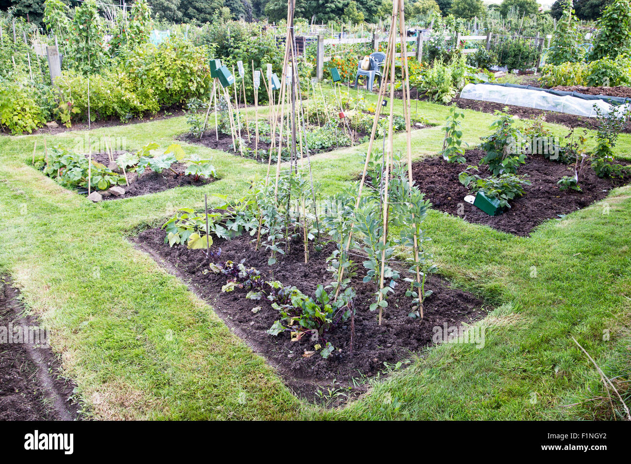 Photograph of a community allotment vegetable garden Stock Photo - Alamy