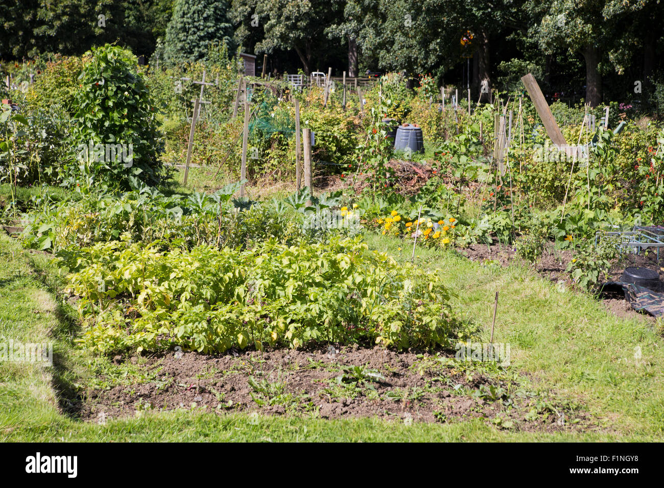Photographf on an allotment vegetable garden Stock Photo - Alamy