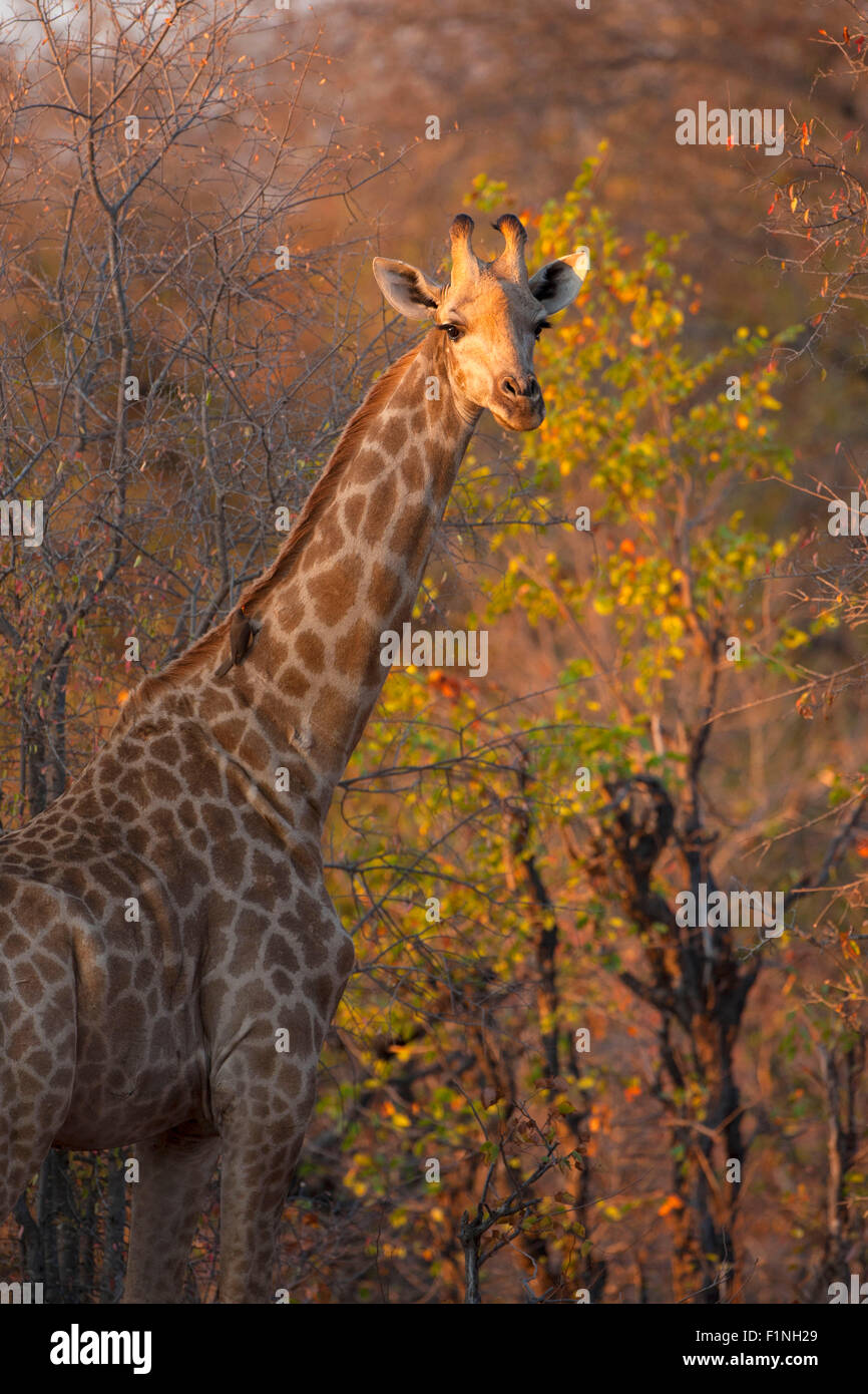 Crooks Corner High Resolution Stock Photography and Images - Alamy