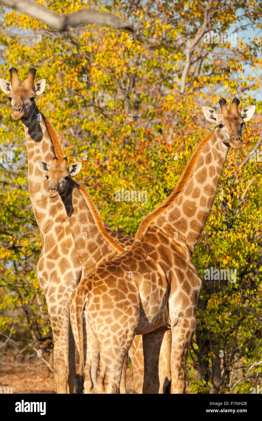 Crooks Corner High Resolution Stock Photography and Images - Alamy