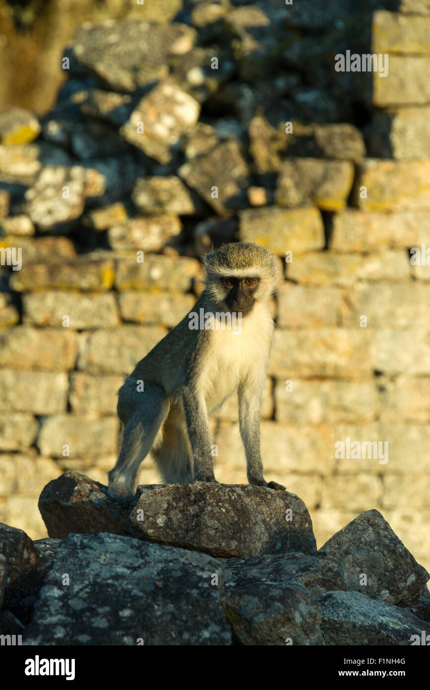 Large houses of stone chiefs' houses kalanga people great enclosure ...