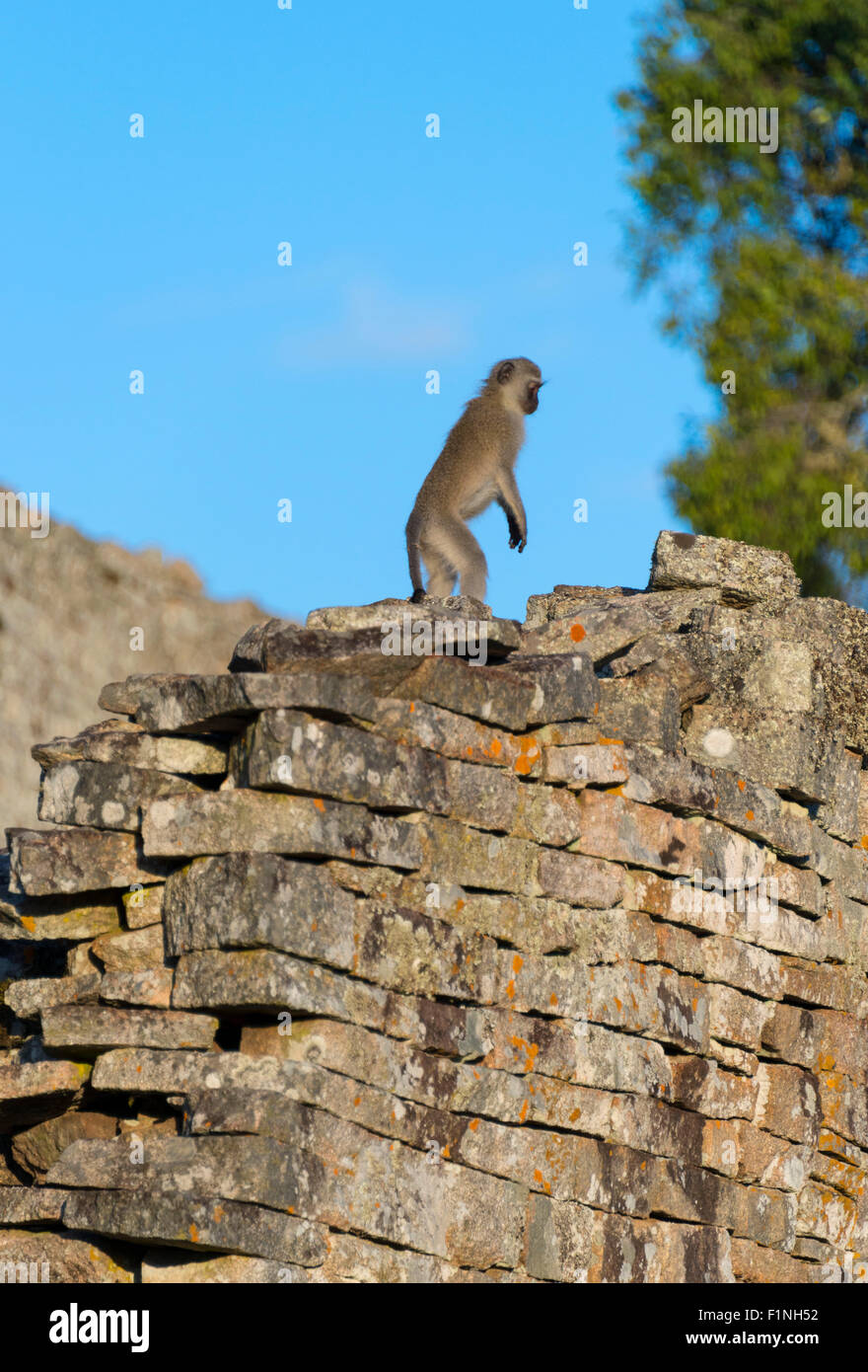 Large houses of stone chiefs' houses kalanga people great enclosure ...