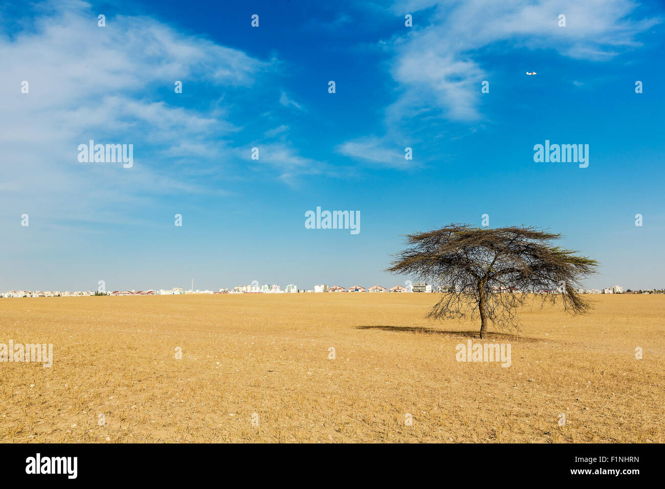 green tree growing on a hill in the desert Stock Photo - Alamy