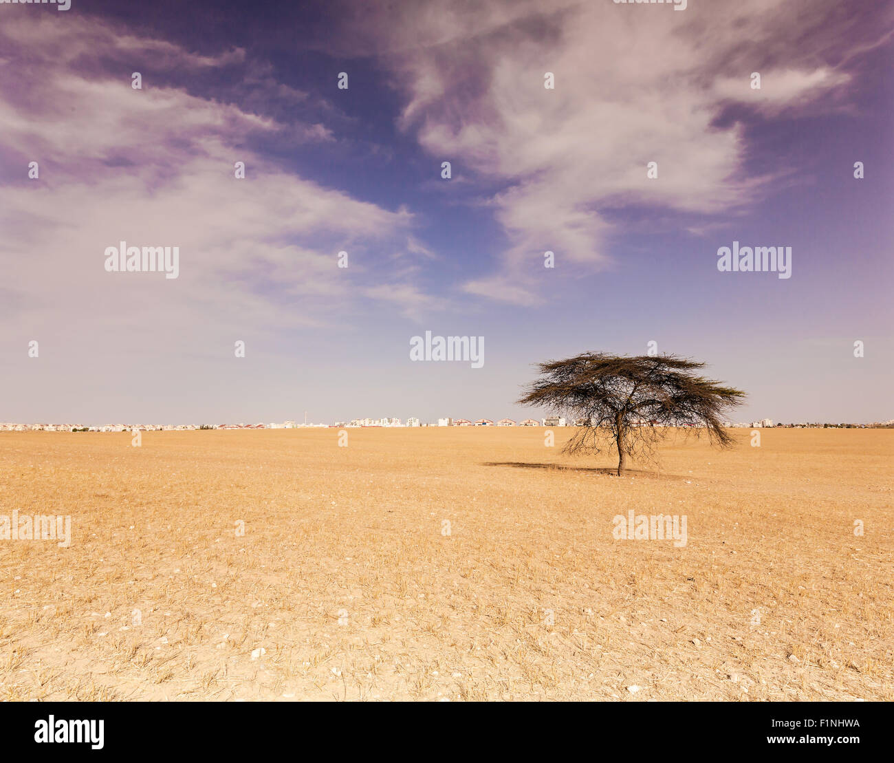 green tree growing on a hill in the desert Stock Photo - Alamy