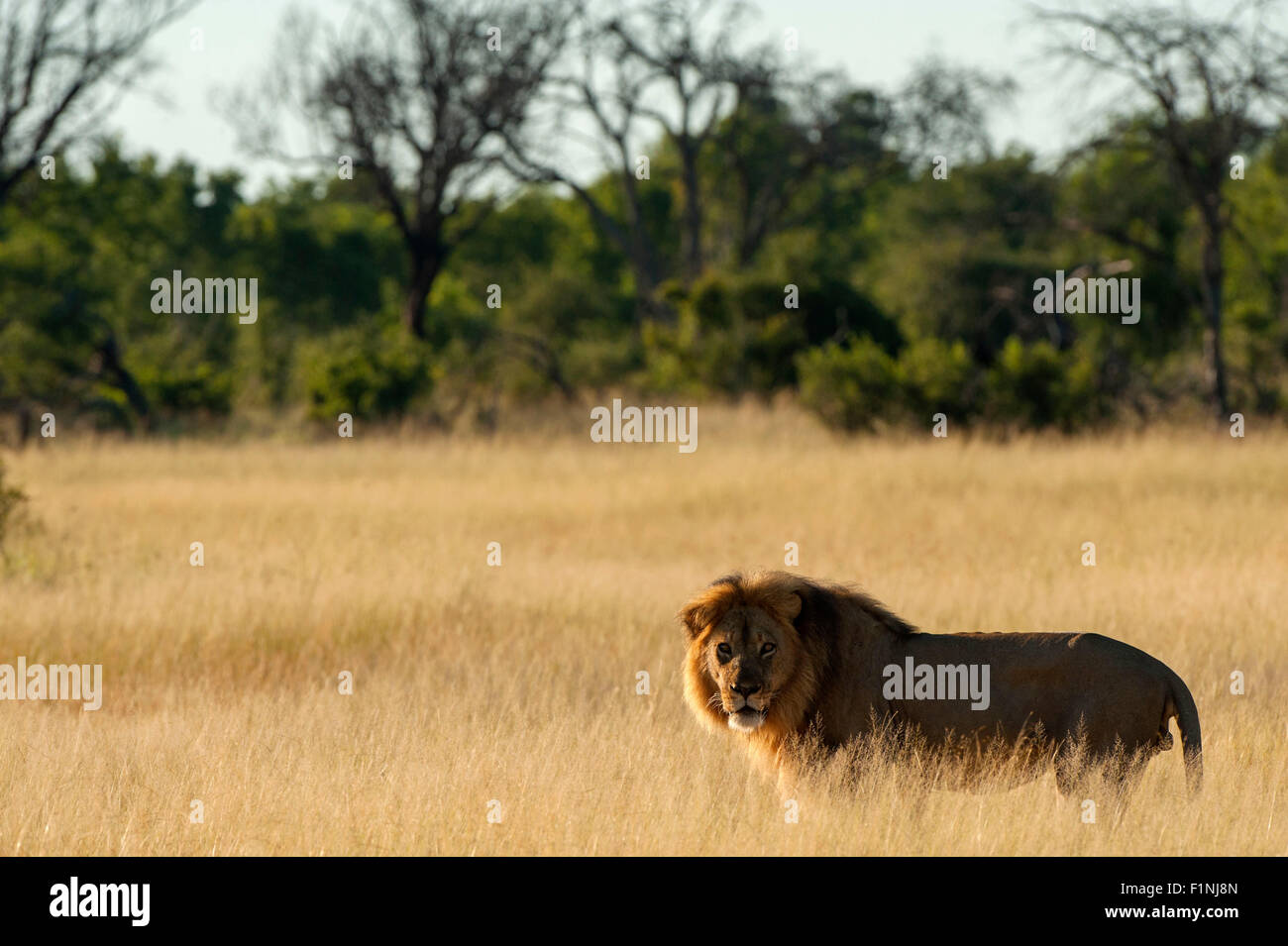 Mopane lion hi-res stock photography and images - Alamy