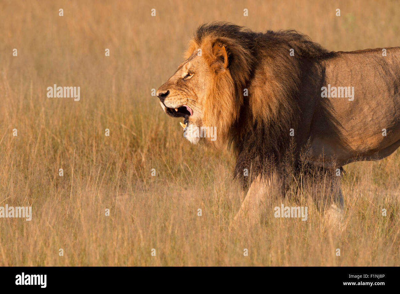 Cecil lion hi-res stock photography and images - Alamy