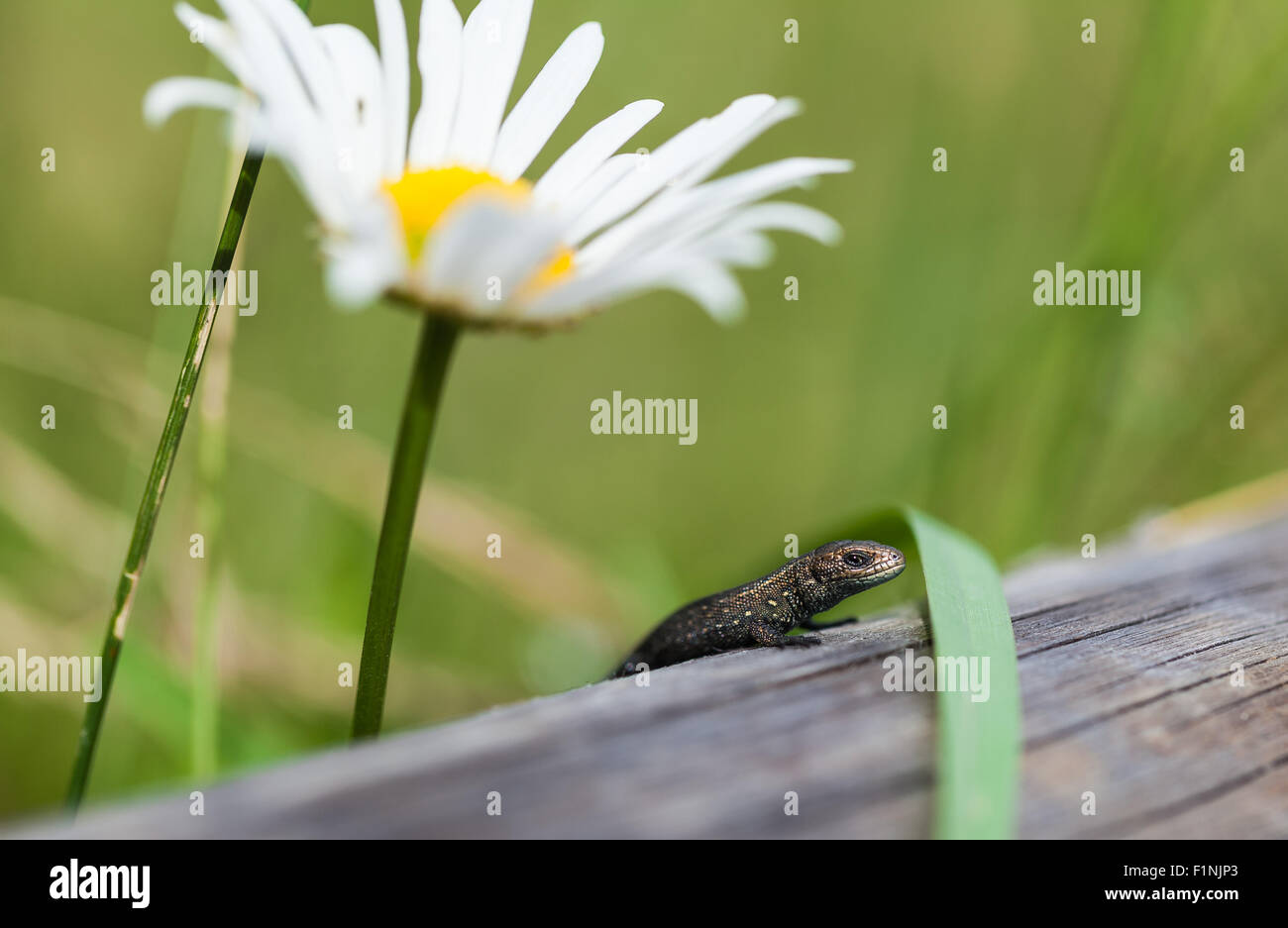 small lizard sitting on the grass closeup Stock Photo - Alamy