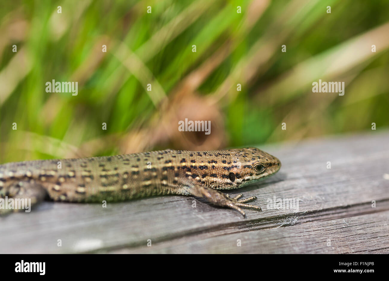 Lizards on grass hi-res stock photography and images - Alamy