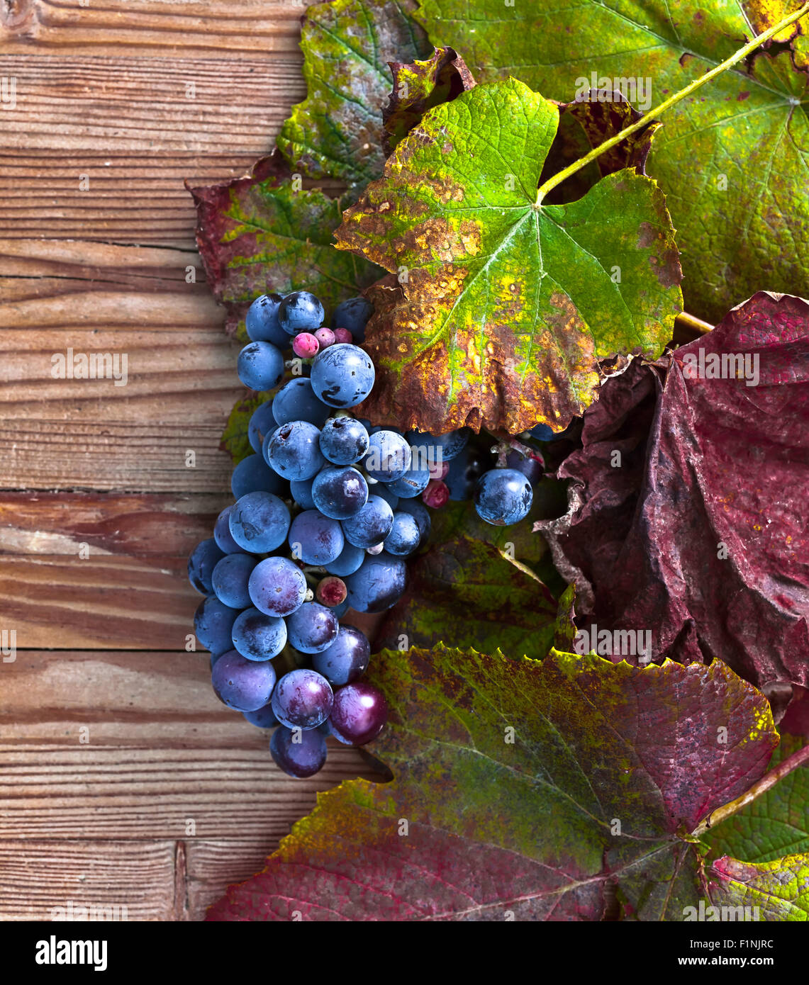The blue grapes on fallen vines leaves Stock Photo - Alamy