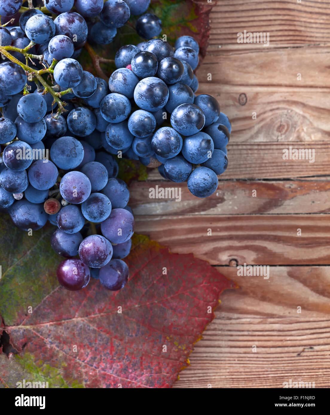 The blue grapes on fallen vines leaves Stock Photo - Alamy