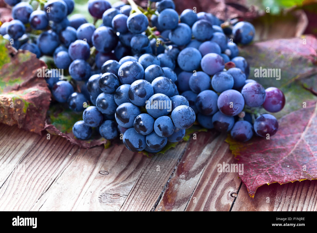 The blue grapes on fallen vines leaves Stock Photo - Alamy
