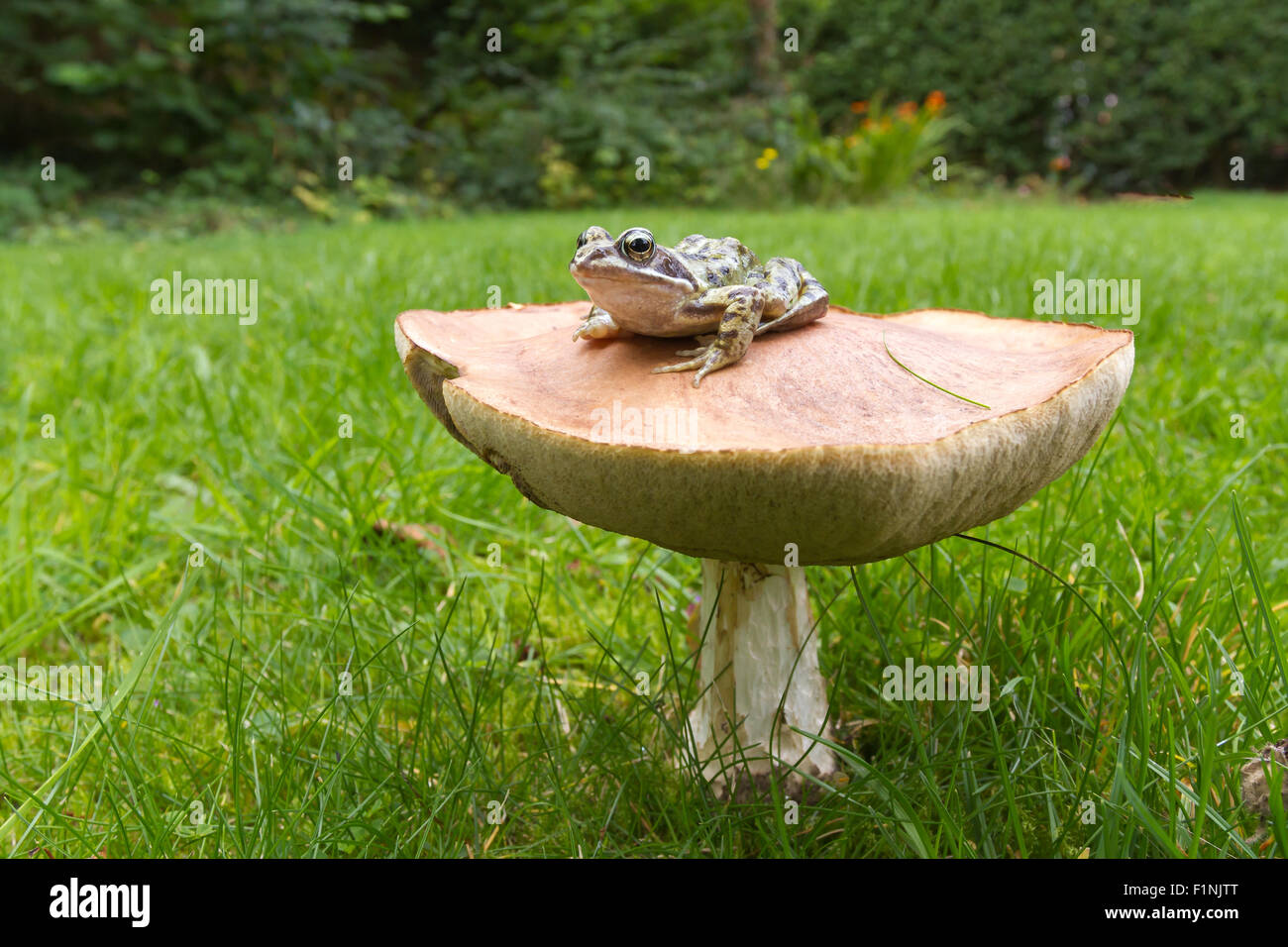 Toadstool frog hi-res stock photography and images - Alamy