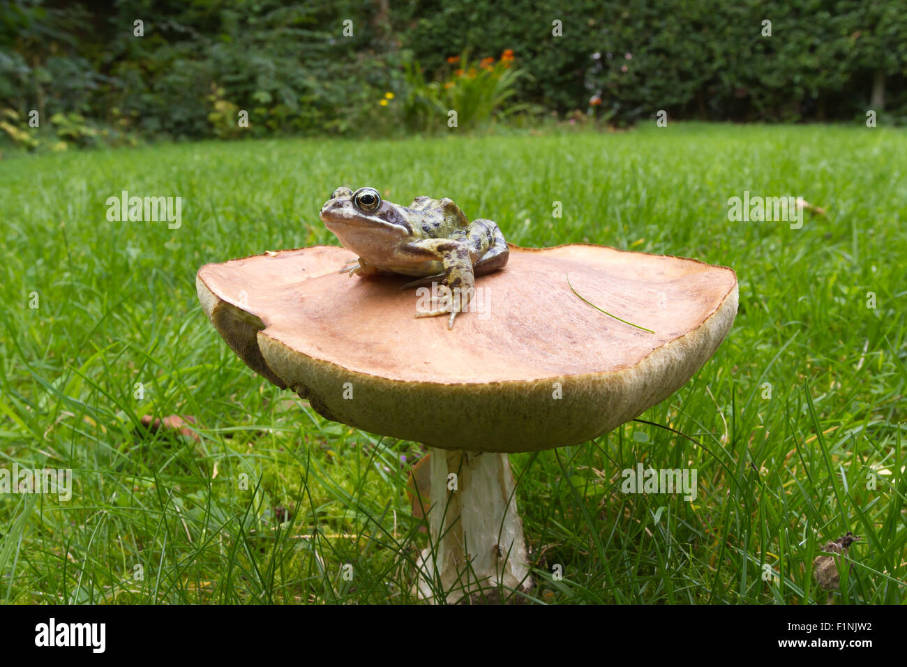 Toadstool frog hi-res stock photography and images - Alamy