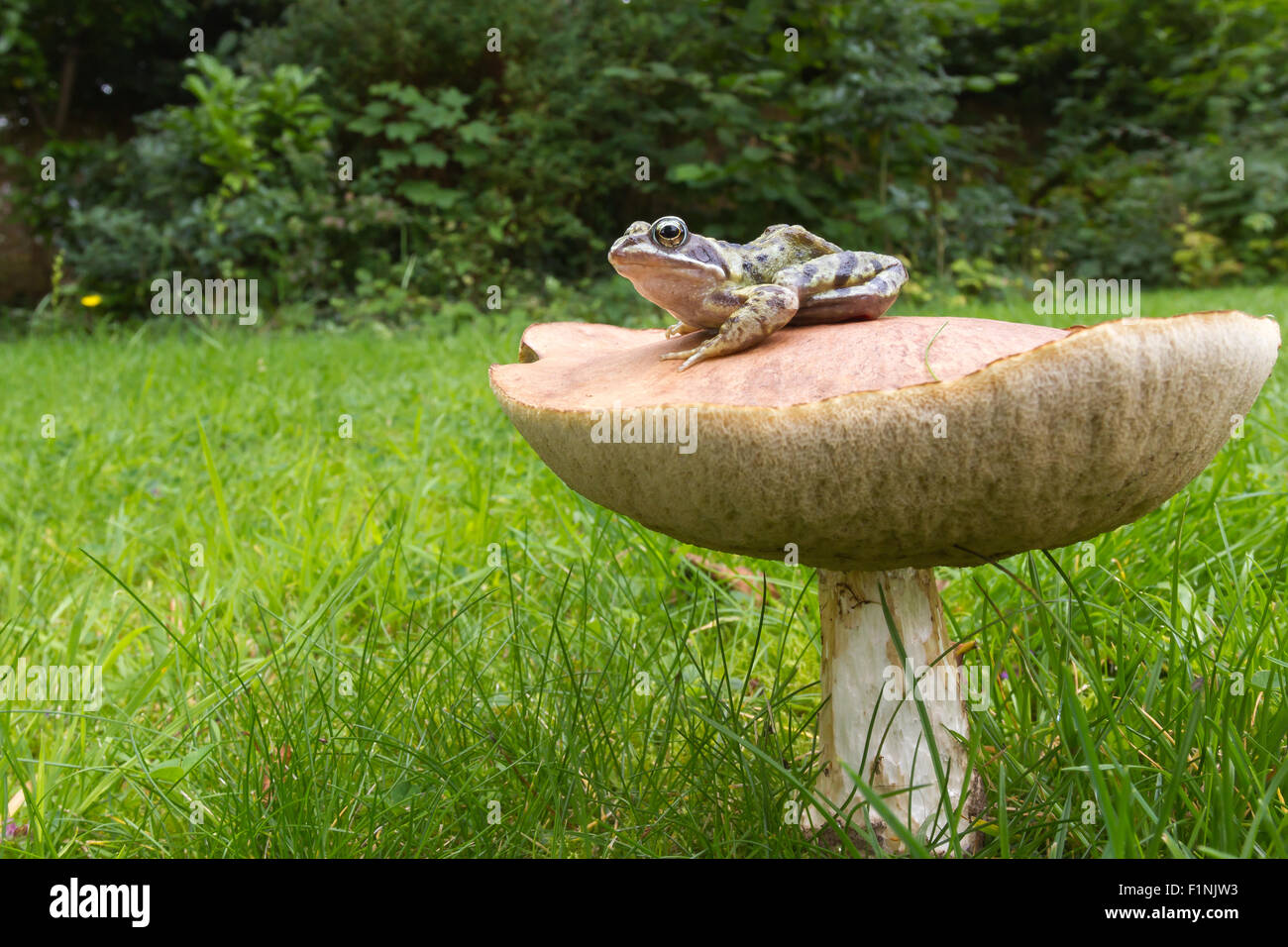 Toadstool frog hi-res stock photography and images - Alamy