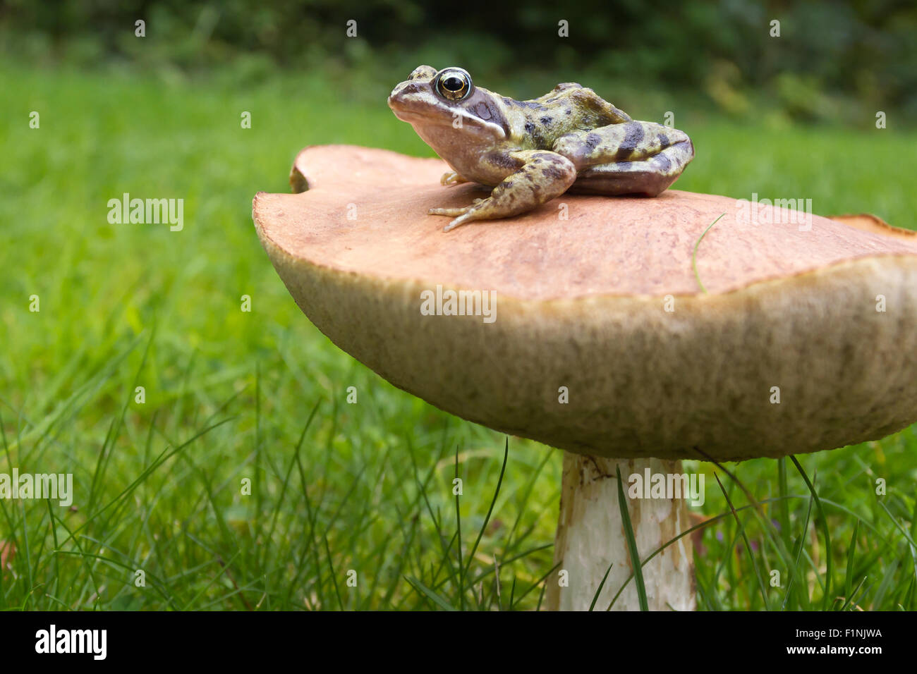 Toadstool frog hi-res stock photography and images - Alamy