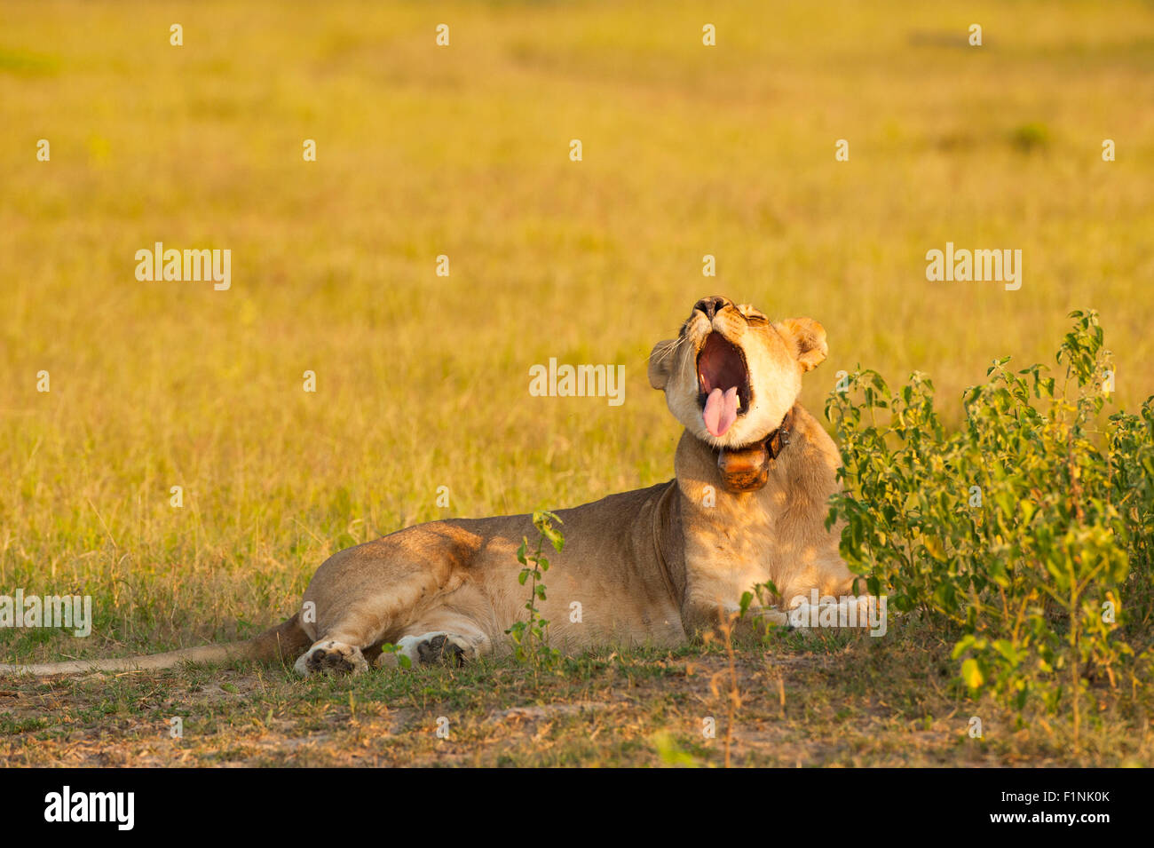 Teeth dust hi-res stock photography and images - Alamy